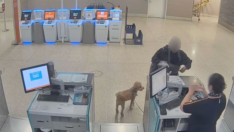 Woman Allegedly Left Dog at JetBlue Ticket Counter at Nevada Airport ...