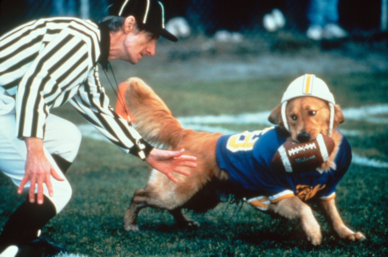 Kevin DiCicco, Creator of ‘Air Bud’ Franchise, Dies at 63