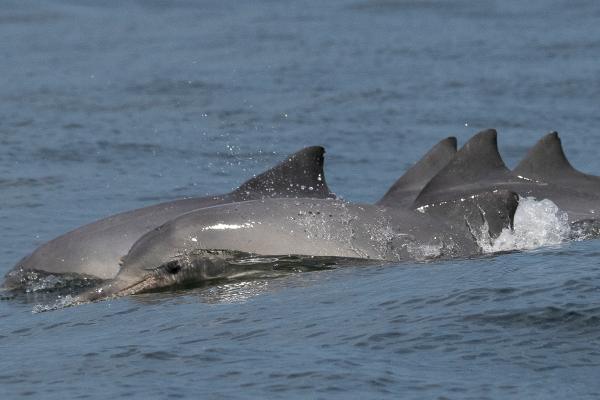 Is the Viral Story About Dolphins Kidnapping a Florida Man Real?