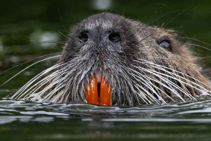 The Government Wants You to Eat These 5 Invasive Species