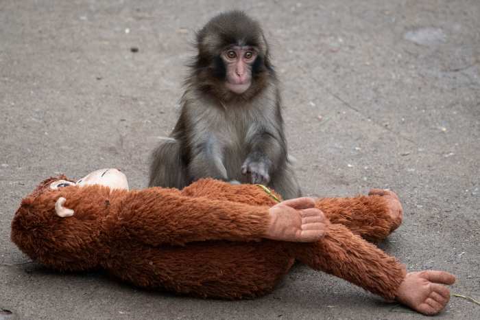 Punch the Monkey Seen Cuddling and Kissing New Girlfriend