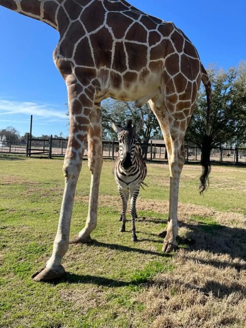 Bullied Baby Zebra Finds Best Friend in a Gentle Giraffe