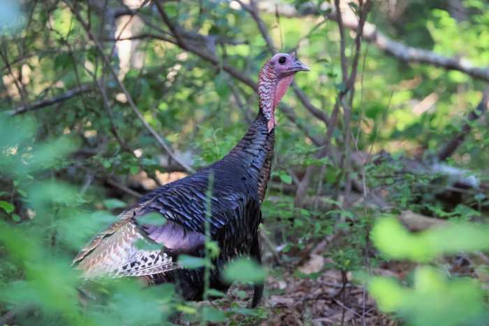 Wild Turkey Becomes Celebrity Roaming Manhattan Streets