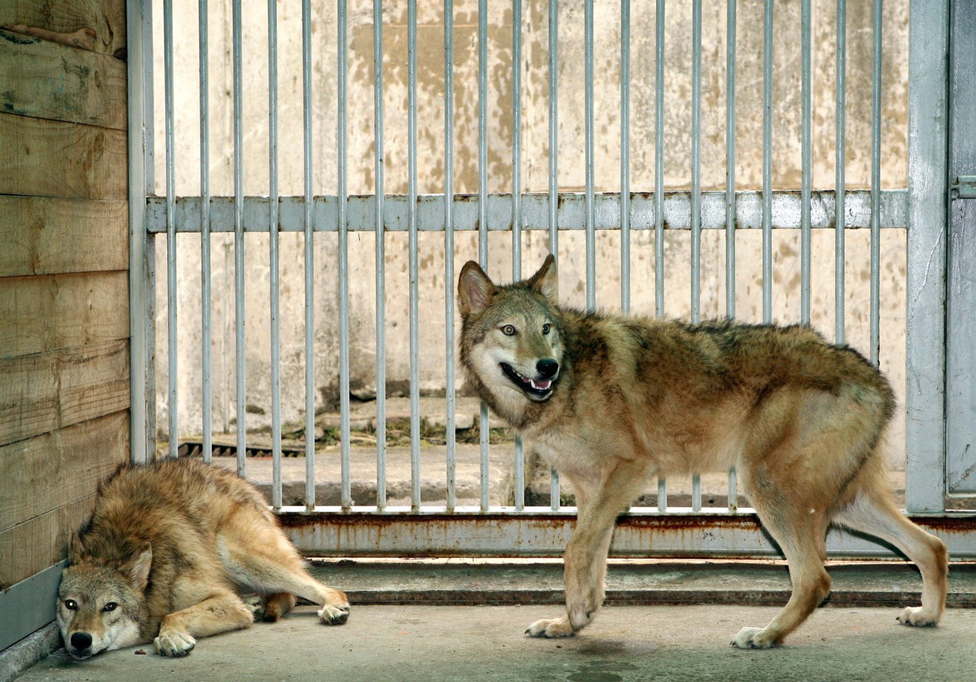Parents Charged After Toddler Reaches Into Wolf Enclosure at Zoo