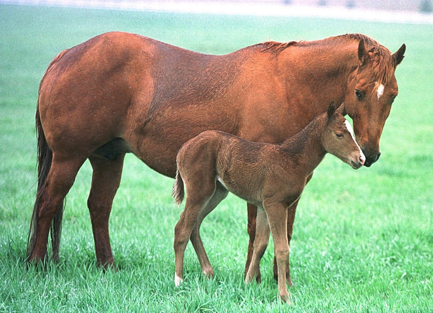 Grieving Horse Camy Steps In as Nurse Mom to Orphaned Colt