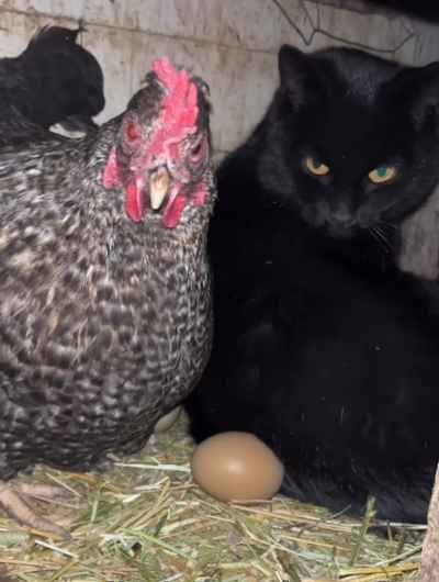 Chickens Step In After Cat Gives Birth in Coop in Viral Video