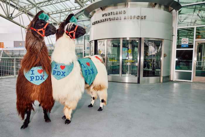 Llamas in Sweaters? Inside Portland Airport’s Animal Program