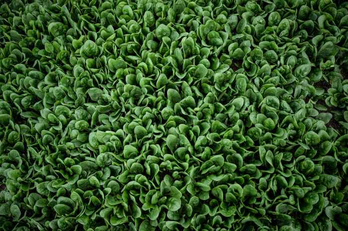 Greens Gummies Reviews in 2026 Reveal Shoppers Are Split