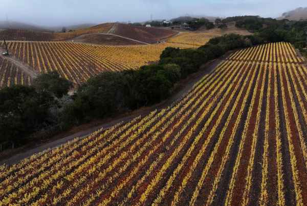 The Best Family-Friendly Vineyard Picks Across the U.S.