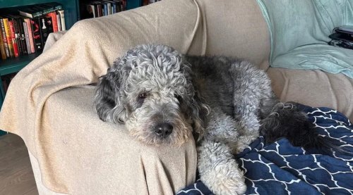 Family’s Dog Fatally Shot by LAPD During Knicks Celebration