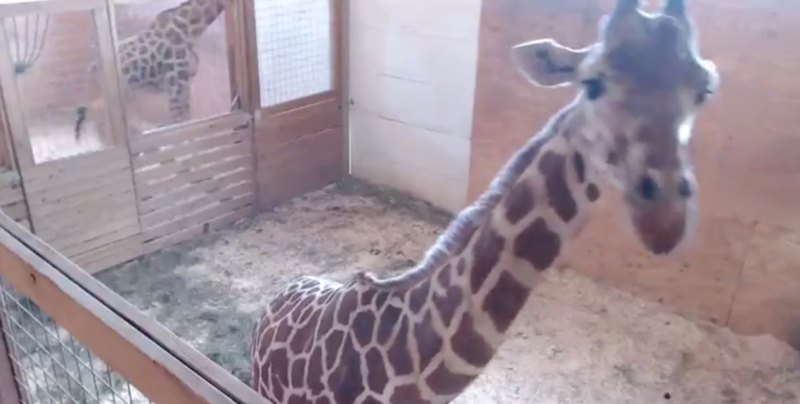 April the Giraffe Gives Birth at New York Zoo Via Livestream | Us Weekly