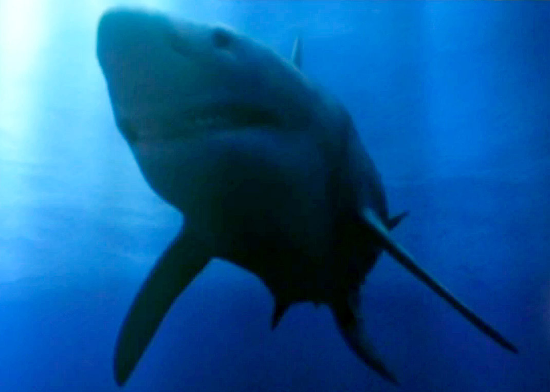 Shark Week Megalodon: Discovery Channel Defends Fake Documentary
