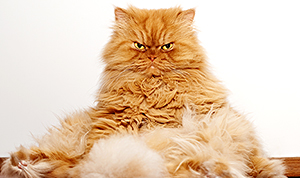 Garfi Trumps Grumpy Cat As New Viral Kitty With Mean Expression: Pics