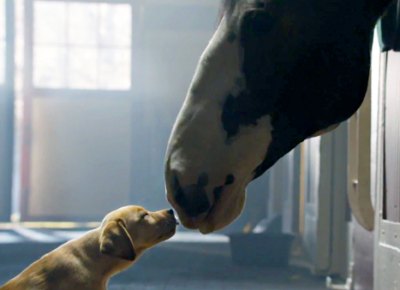 Budweiser "Puppy Love" Super Bowl Commercial: Watch Best Buds Ad Now!