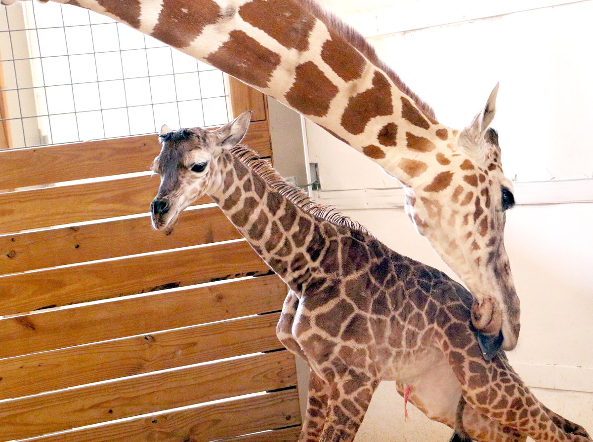 'Giraffe Mom' Meets April the Giraffe and Her Calf!