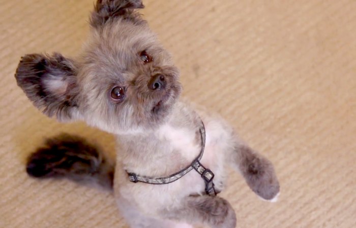 Meet Carrie Preston and Michael Emerson's Dog