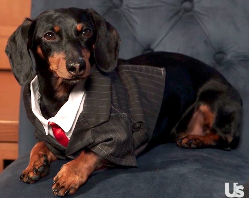 Crusoe the Celebrity Dachshund Plays Who Wore It Best? Watch