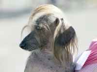 World’s Ugliest Dog 2016: Meet Sweepee Rambo