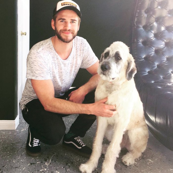Miley Cyrus Helps Ex-Fiance Liam Hemsworth Adopt a Puppy