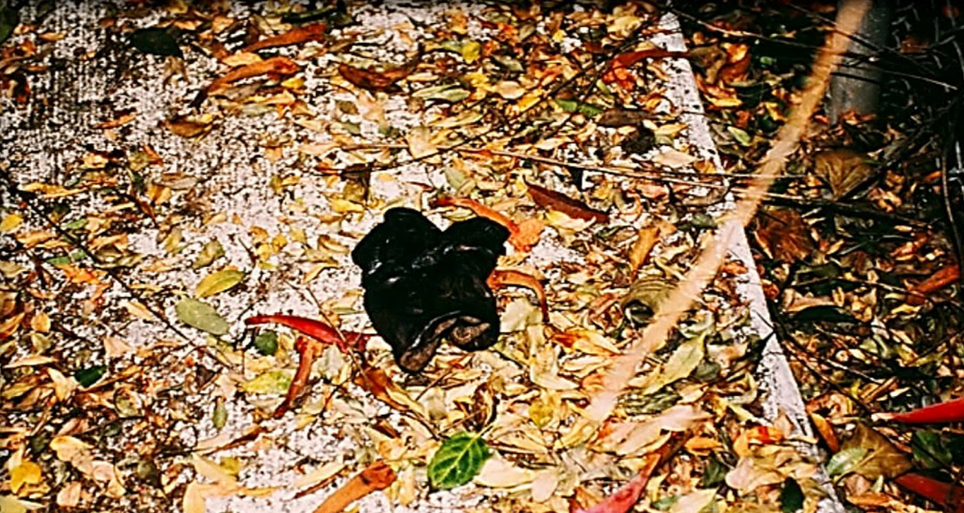 O.J. Simpson Doc Shows New Graphic Murder Scene Photos