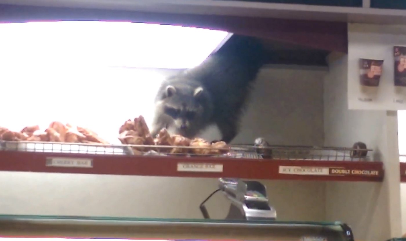 Stealthy Raccoon Steals Doughnut From Coffee Shop: Watch