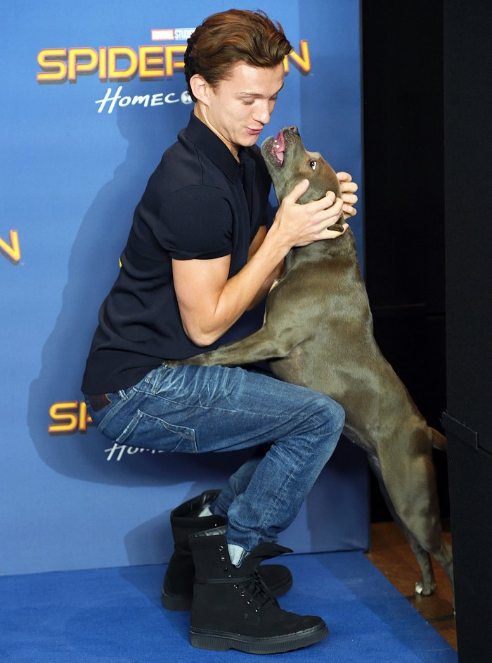 Tom Holland’s Dog Is the Star At ‘Spider-Man: Homecoming’ Photo Call
