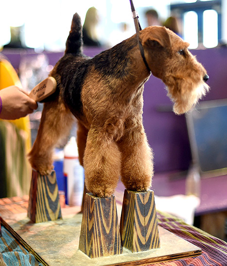 Westminster Dog Show 2015 Winner: Beagle Miss P Takes Best in Show