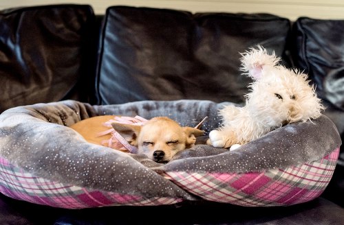 Miranda Lambert Launches MuttNation Pet Collection | Us Weekly