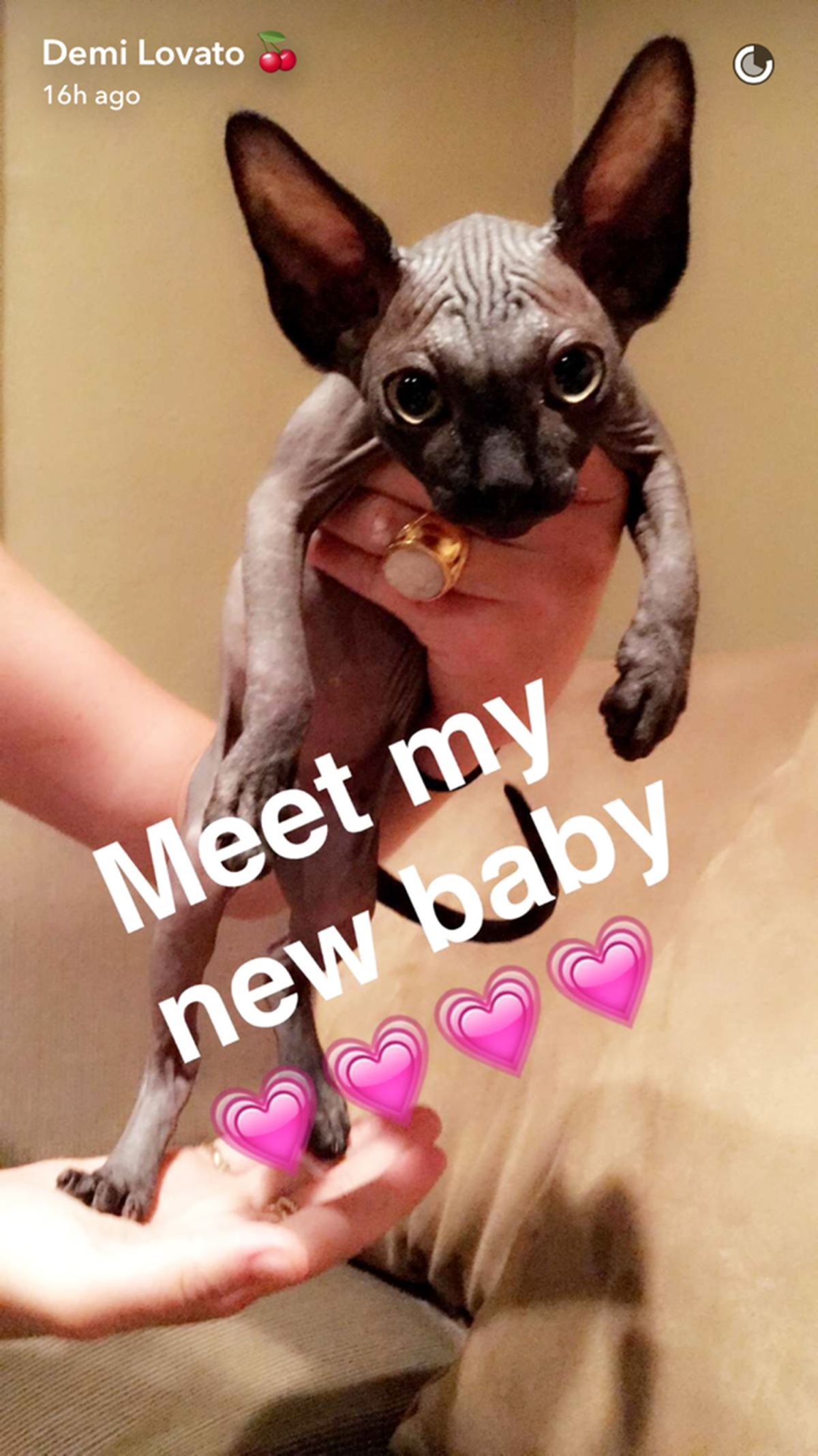 Demi Lovato Returns Cat 'Hairy-Ette' After One Day: Find Out Why | Us ...