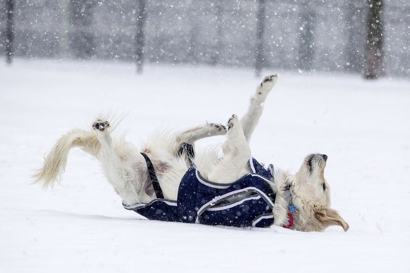 These Dogs Are Having the Best Time in Winter Storm Stella | Us Weekly