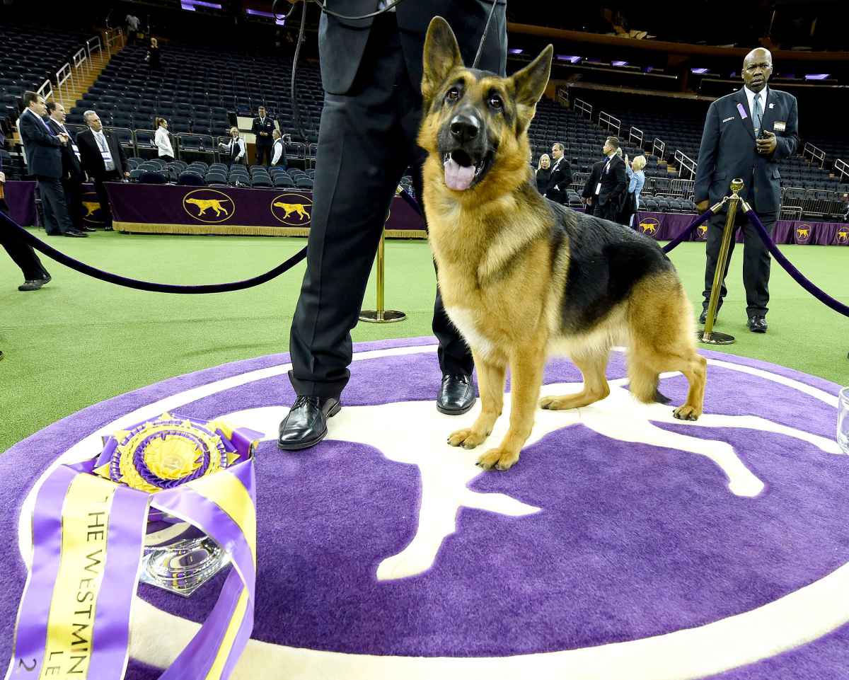 Westminster Dog Show Awards 'Best in Show' to Rumor the German Shepherd ...