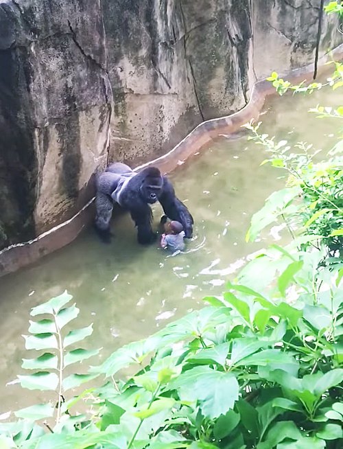 Cincinnati Zoo Mom’s 911 Call Released: ‘He’s Dragging My Son!’ | Us Weekly