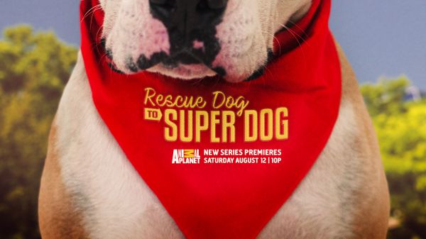 ‘Rescue Dog to Super Dog’ Trains Shelter Pups to Be Service Dogs | Us ...