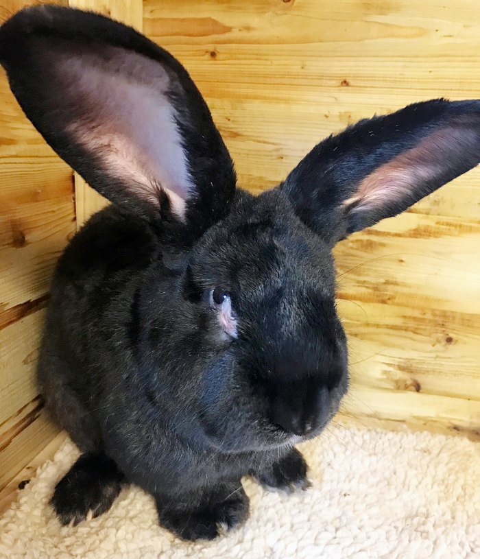 United CEO Apologizes for Death of Simon the Rabbit on Flight